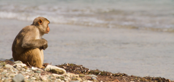 Primate Cognition: Home